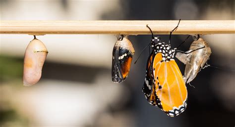 How To Convert A Data Model Between Two Database Management Systems