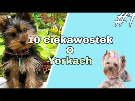 110 Ciekawostek O Yorkach Youtube