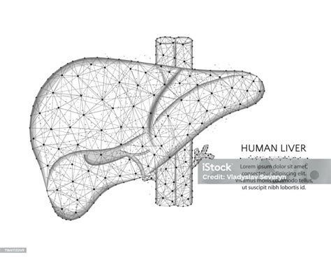 동맥과 정맥 낮은 폴리 디자인 인간의 장기 추상 그래픽 흰색 배경에 점과 선으로 만든 해부학 다각형 와이어 프레임 벡터 그림과 간 간 내부 기관에 대한 스톡 벡터 아트 및