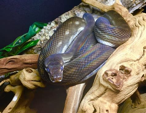 Pixie The Tanimbar Scrub Python Page 15