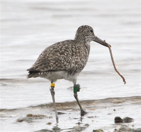 Tracking Willet Migration Biodiversityworks