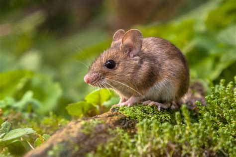 Nature Vs Nature At Odds In Aggression Of Male Mice
