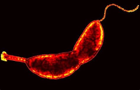 10 Types Of Bacteria With Real Superpowers Listverse