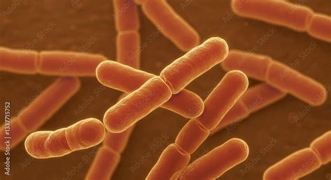 Microscopic 3d Render Of Bacillus Bacteria Dividing Illustrating