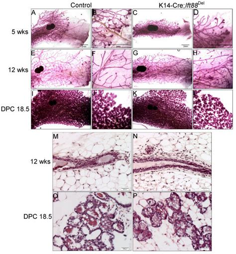 loss of ift88 in k14 cre expressing cells does not affect mammary
