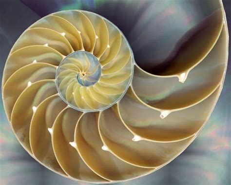 fibonacci s golden spiral the relationship between maths and nature