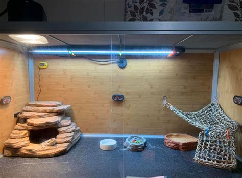 Lamp Setup For Bearded Dragon At Pat Gray Blog