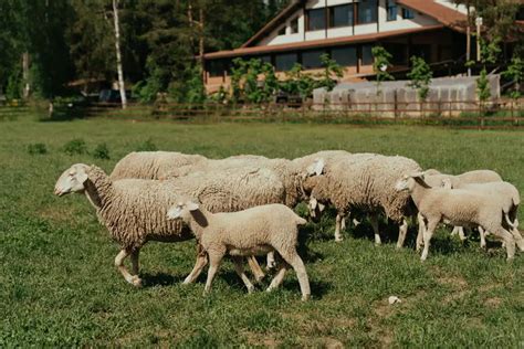 Is Fleece Or Wool Warmer Knowing Fabric