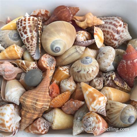 Florida Cone I Love Shelling