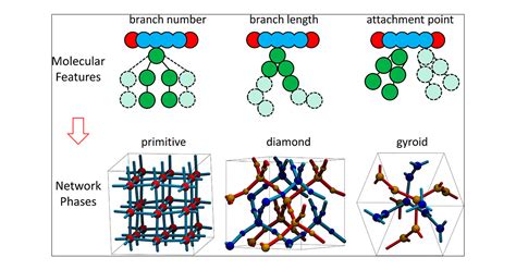 Coarse Grained Molecular Simulation Of Bolapolyphiles With A Multident Lateral Chain Formation