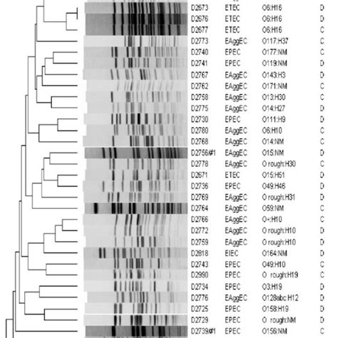 Dendrogram Of 38 Escherichia Coli Strains Based On Pfge Typing Patterns