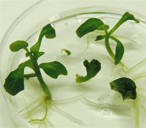 Improving Bacterial Fitness And Biocontrol