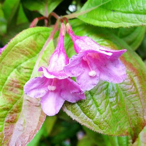 Вейгела Wings of Fire🌷 - купить корневища и саженцы в горшках в Украине ...