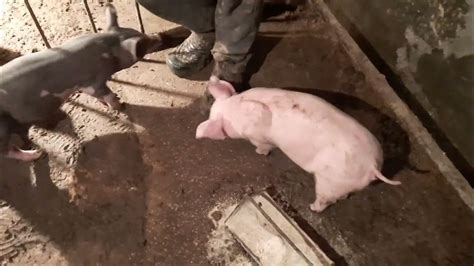 поросятки наши Youtube