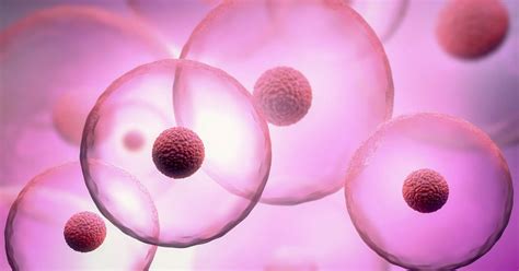 Types Of Cells In The Human Body