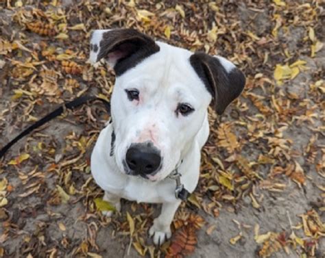 Bug The Dog Is Looking For A New Lovely Home In The Toronto Area