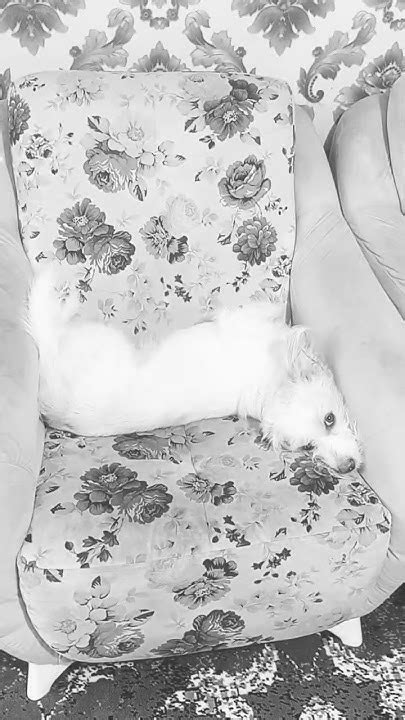 عزیزدلم الوین حیواناتخانگی سگنجسنیست سگ Dog آموزشسگ Youtube