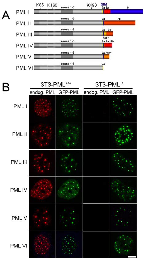 All Pml Protein Isoforms Form Nuclear Bodies In Cells Lacking Download Scientific Diagram