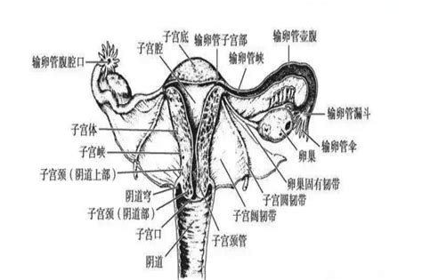 女性生殖系统简图