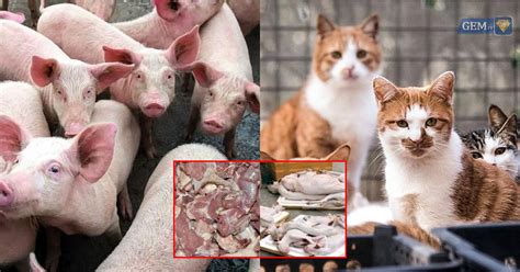 Adulteration பன்றி இறைச்சியுடன் பூனை இறைச்சி கலப்படம் Gem Television