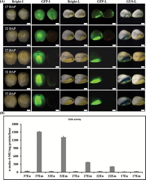 Characterization Of The Tissue Specificity And Expression Strength Of