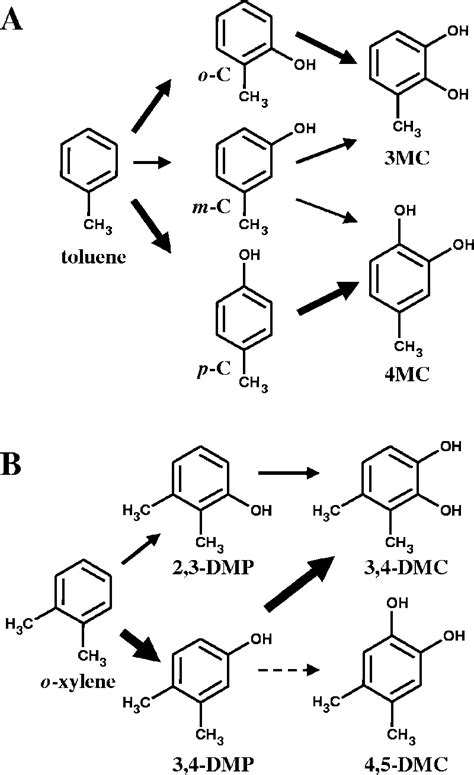 Proposed Pathways For The Conversion Of Toluene To Methylcatechols A Download Scientific