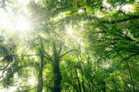 Green Tree Forest With Sunlight Through Green Leaves Natural Carbon Capture And Carbon Credit
