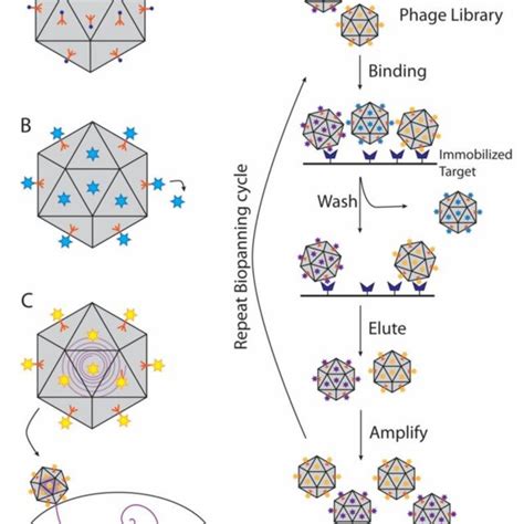 Nanotechnology Applications Of Decoration Proteins Viral Nanoparticles Download Scientific