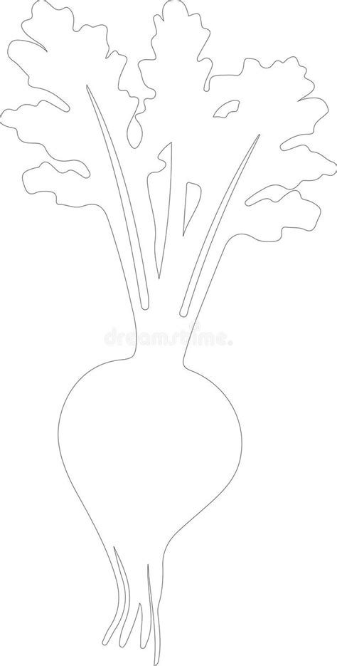 Parsnip Outline Stock Illustrations 112 Parsnip Outline Stock