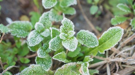 How To Find Your Last Frost Date