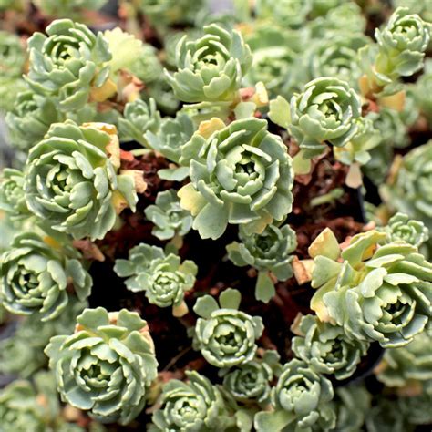 Sedum Pachyclados Gray Stonecrop Sedum Stonecrop