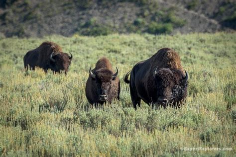 Hayden Valley Yellowstone National Park Where The Wild Things Are