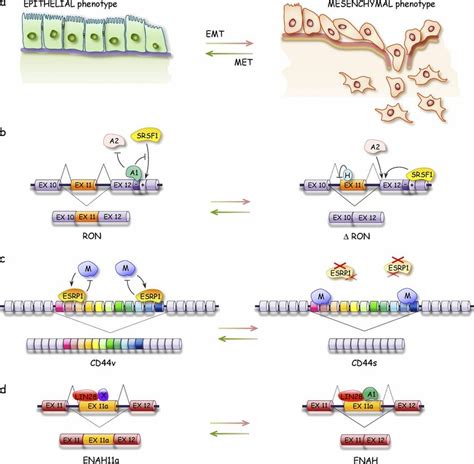 Defects In Alternative Splicing Affect Emts Ad Epithelial And