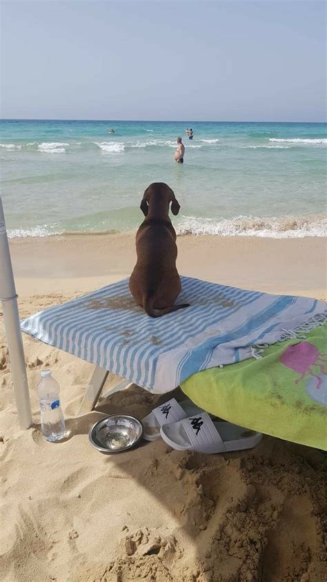 Enjoy Dachshund Life By The Beach