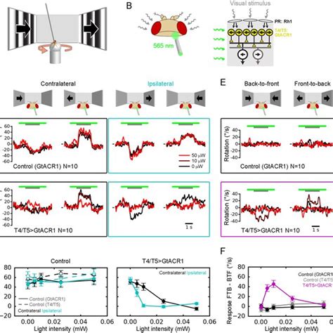 characterization of gtacr1 and gtacr2 using a larval crawling assay