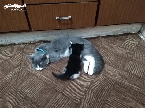 قطه معها ثلاثة صغار لون واحد ابيض واسود عمر شهر وعشرة ايام عمر الام 9