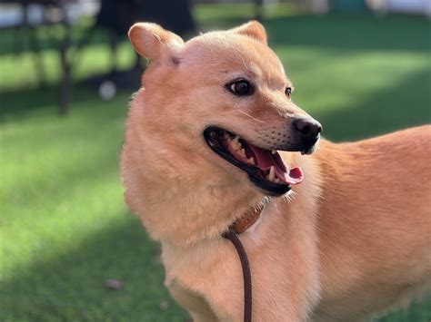 믹스견 애기 강아지 책임분양 ️ 아이조아 유기방지입양 파양 강아지보호소 고양이보호소 무료분양센터