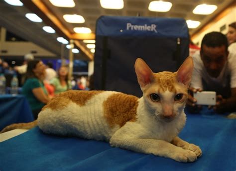 Fotos Evento Na Avenida Paulista Reúne 300 Gatos Em São Paulo 16 05