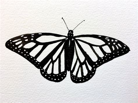 Monarch Drawing At Explore Collection Of Monarch