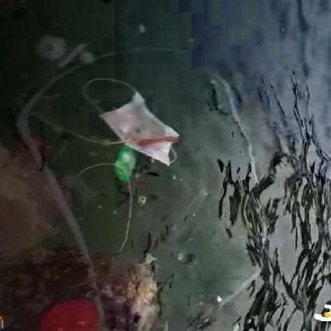 Underwater Object Detection 1 Object Detection Dataset And Pre Trained Model By Harsha