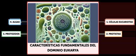 Características Fundamentales Del Dominio Eukarya Algor Cards