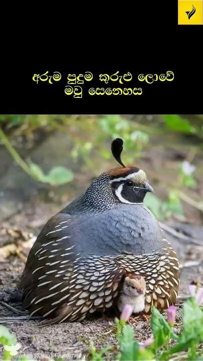 ඔබ කිසිදින දැක නැති කුරුළු මවු සෙනෙහස 😍🥰 Facts Viral Unknownfacts Youtube