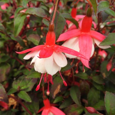 Fuchsia Frau Alice Hoffman Godet 8cm Boutique Evl