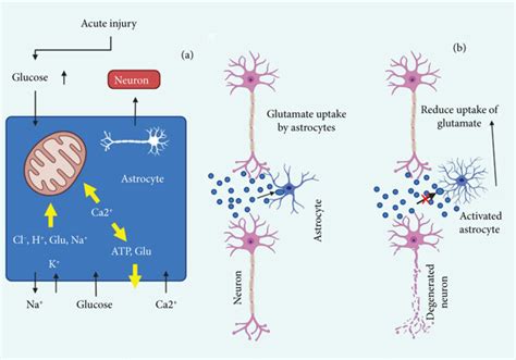 Reduced Glutamate Uptake By Activated Astrocytes Download Scientific Diagram