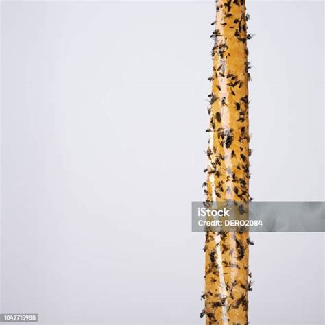 회색 바탕에 붙어 파리와 파리 하 잡이 스티커 끈끈이 플라이 리본 또는 비행 스트립 파리 또는 비행 살인 장치에 대 한 트랩 0명에 대한 스톡 사진 및 기타 이미지 Istock