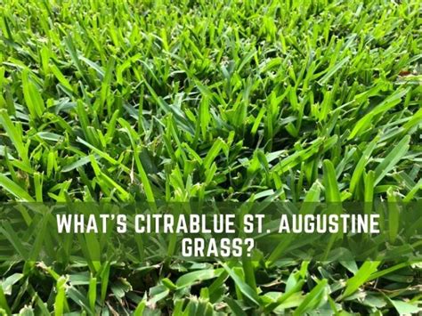 St Augustine Grass Turning Yellow Causes Fixes To Make It Green