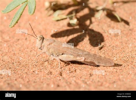 Side Profile Of A Grasshopper On Sandy Desert Terrain United Arab