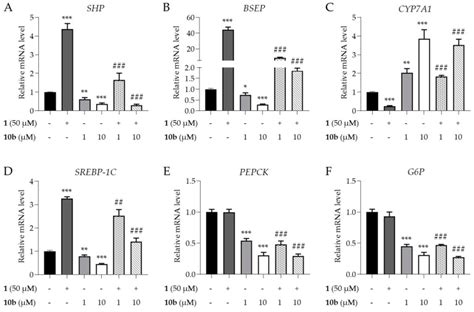 Structure Optimization Of 12β O γ Glutamyl Oleanolic Acid Derivatives Resulting In Potent Fxr
