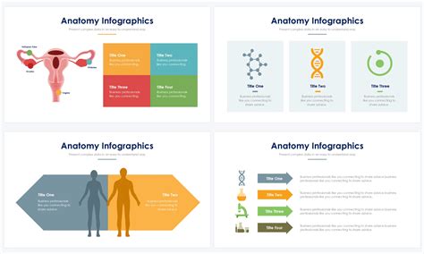 Anatomy Slides Slideloom