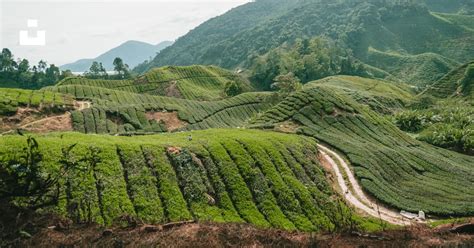 나무가있는 큰 녹색 계곡 사진 Unsplash의 무료 카메론 하일랜즈 이미지